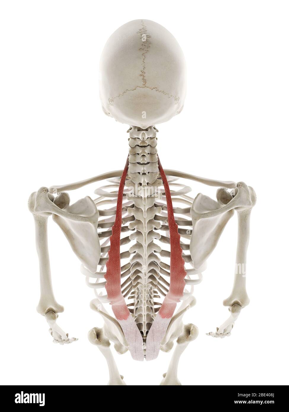 Iliocostalis muscle hi-res stock photography and images - Alamy