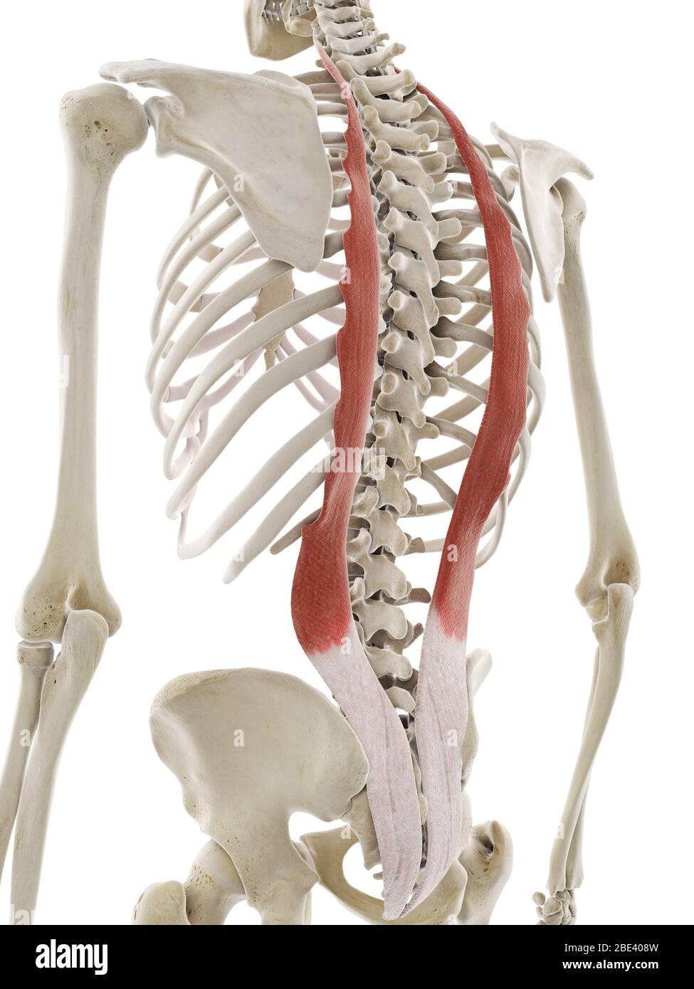 Iliocostalis muscle, illustration Stock Photo - Alamy