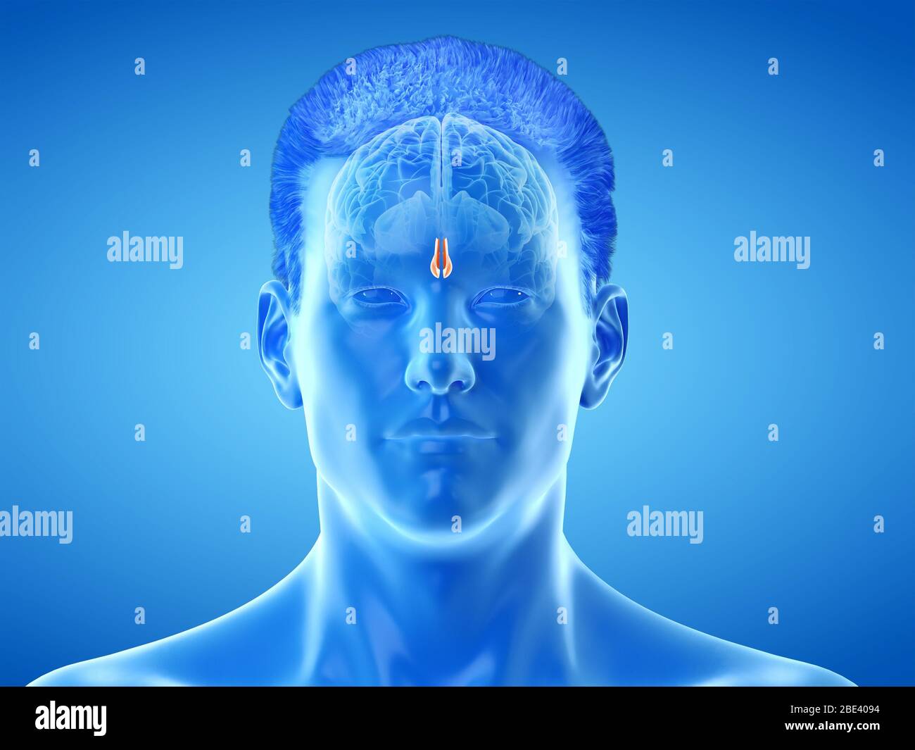 Hypothalamus of the brain, illustration Stock Photo - Alamy