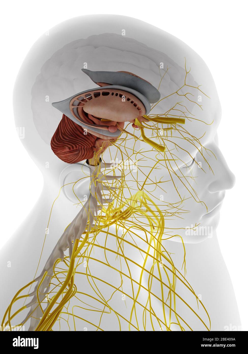 Internal brain anatomy, illustration Stock Photo - Alamy