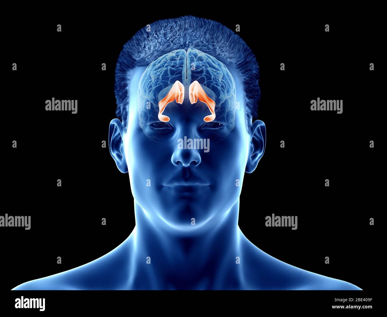 Lateral ventricle of the brain, illustration Stock Photo - Alamy