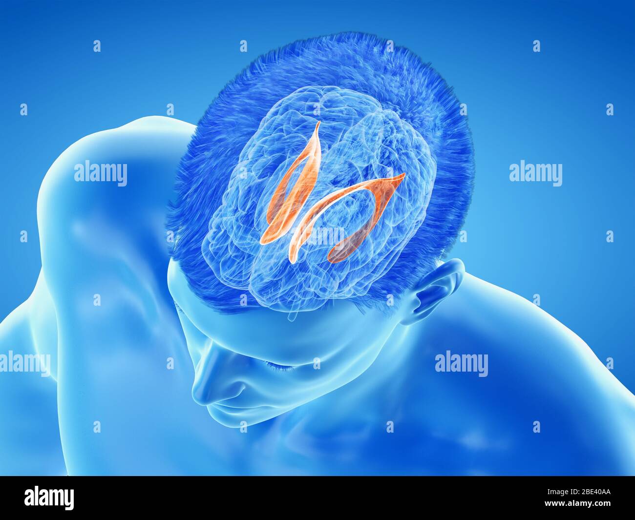 Lateral ventricle of the brain, illustration Stock Photo - Alamy