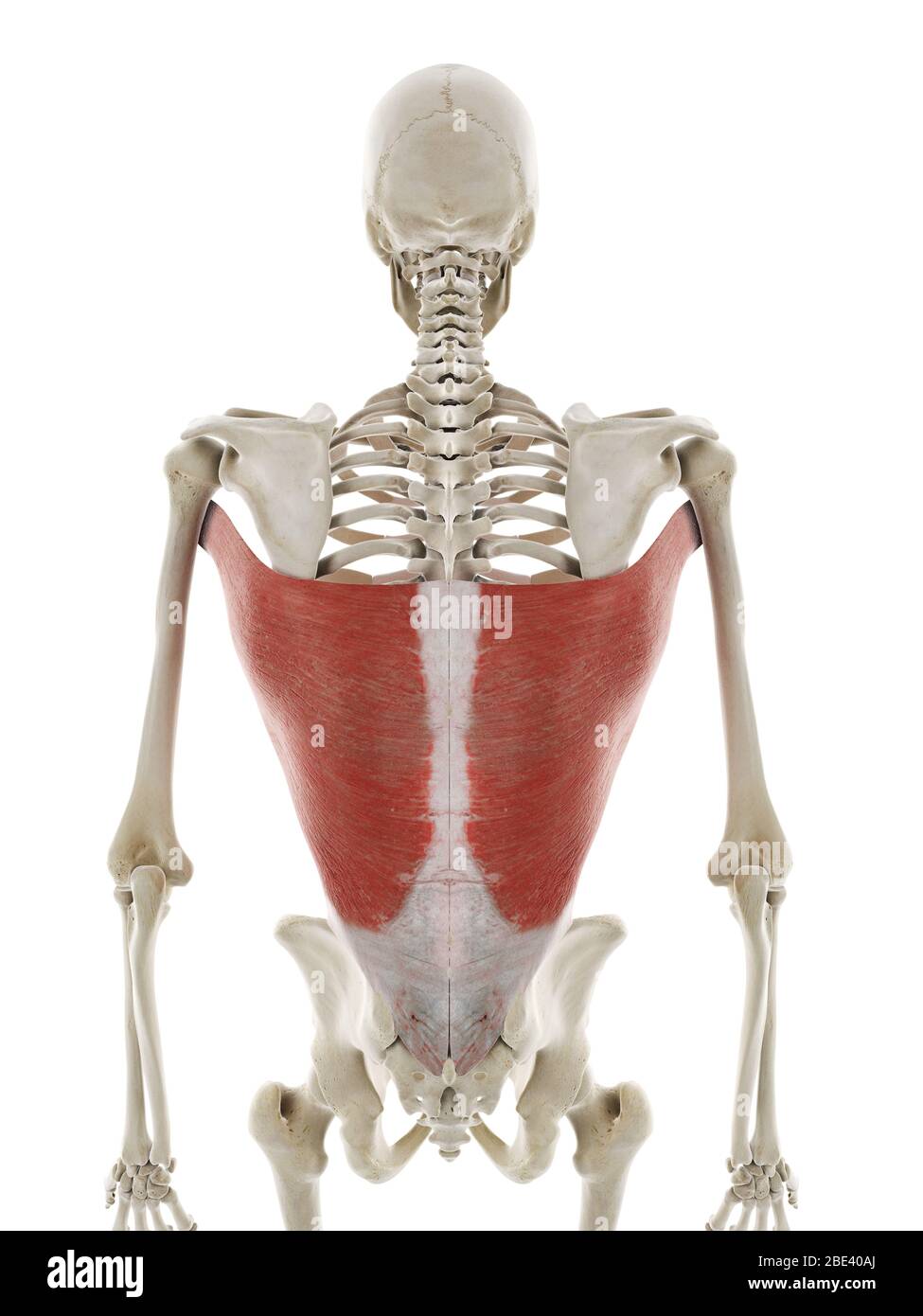 Latissimus dorsi muscle, illustration Stock Photo - Alamy
