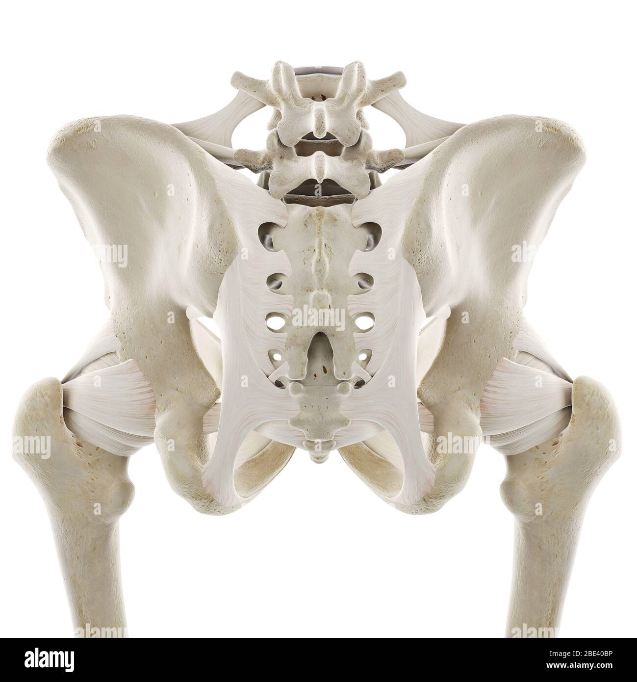 Hip joint ligaments hi-res stock photography and images - Alamy