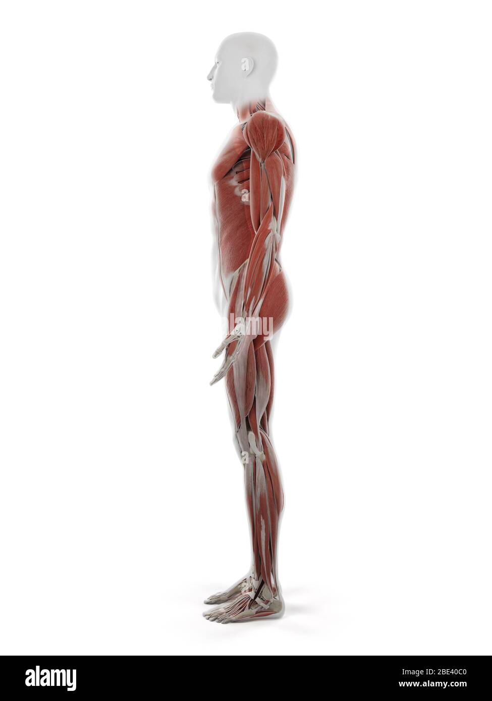 Male muscular system, illustration Stock Photo - Alamy