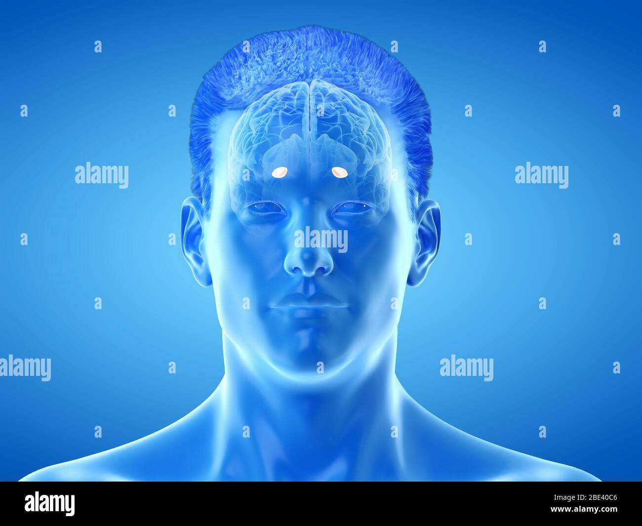 Medial globus pallidus of the brain hi-res stock photography and images ...