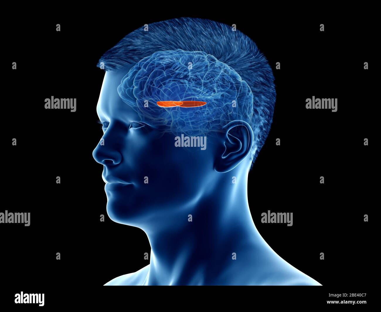 Medial globus pallidus of the brain, illustration Stock Photo - Alamy