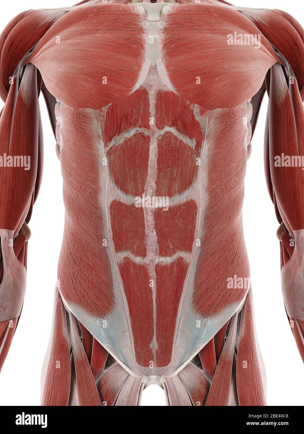 Muscular abdomen illustration hi-res stock photography and images - Alamy
