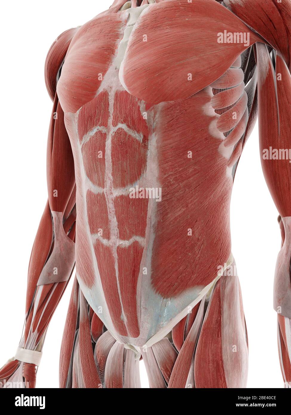 Muscular abdomen, illustration Stock Photo - Alamy