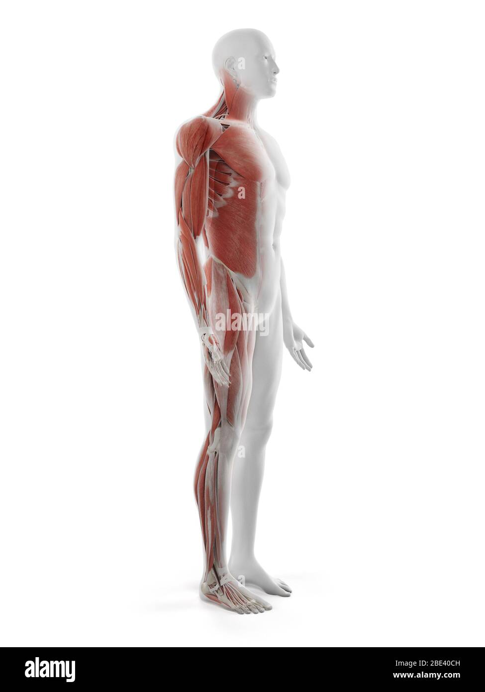 Male muscular system, illustration Stock Photo - Alamy