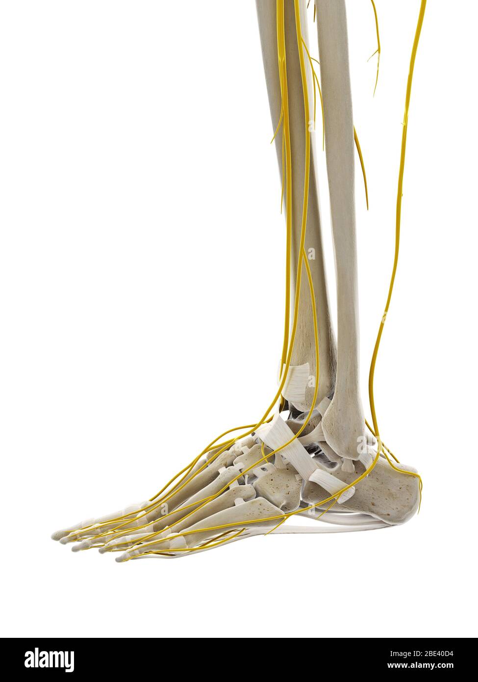 Nerves of the foot, illustration Stock Photo - Alamy
