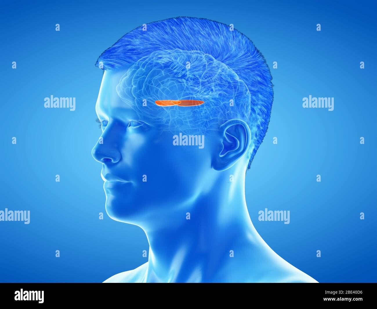 Medial globus pallidus of the brain, illustration Stock Photo - Alamy