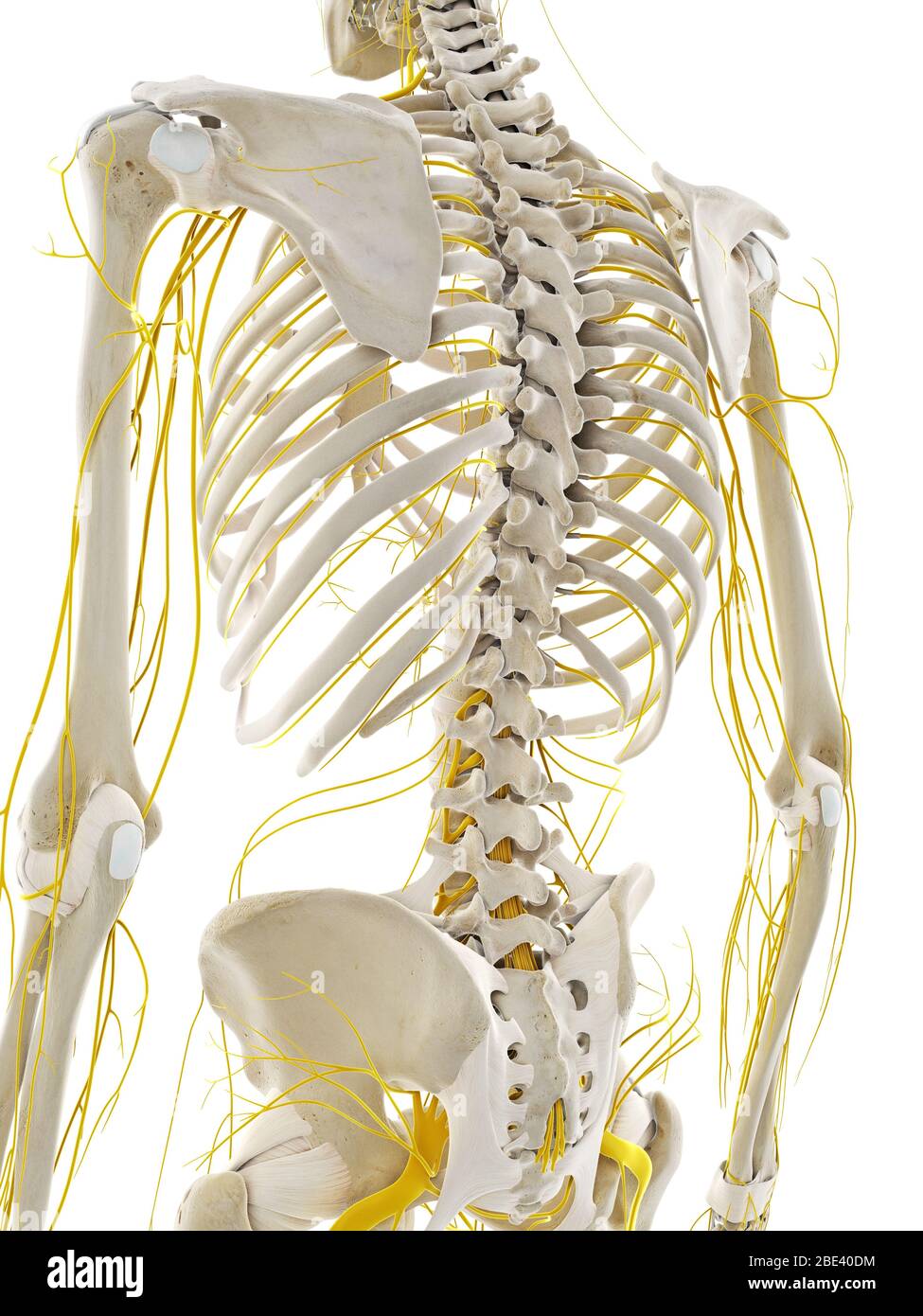 Nerves of the back, illustration Stock Photo - Alamy