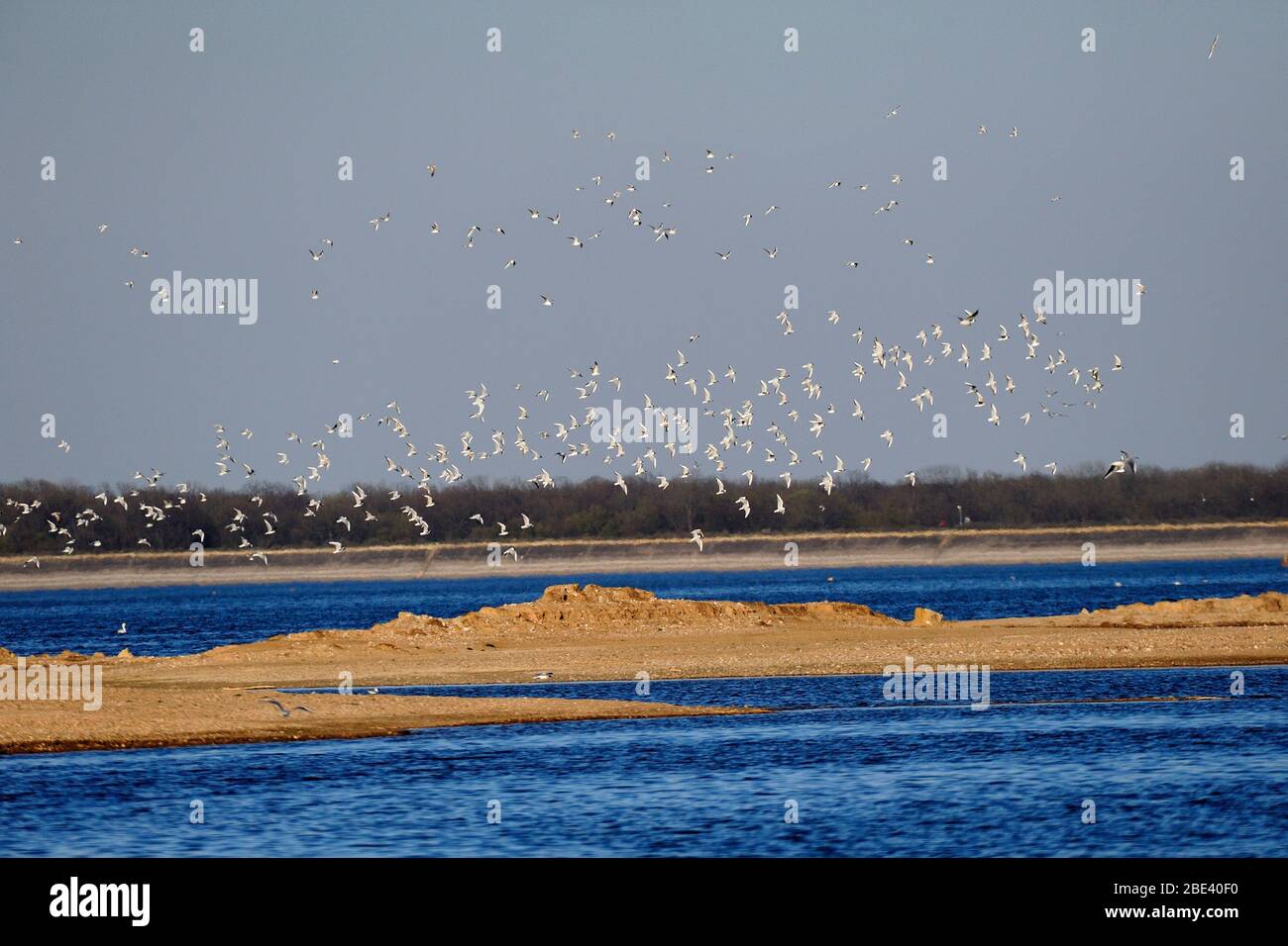 animals, bird, birds, fly, avian, water, birds in water, nature ...