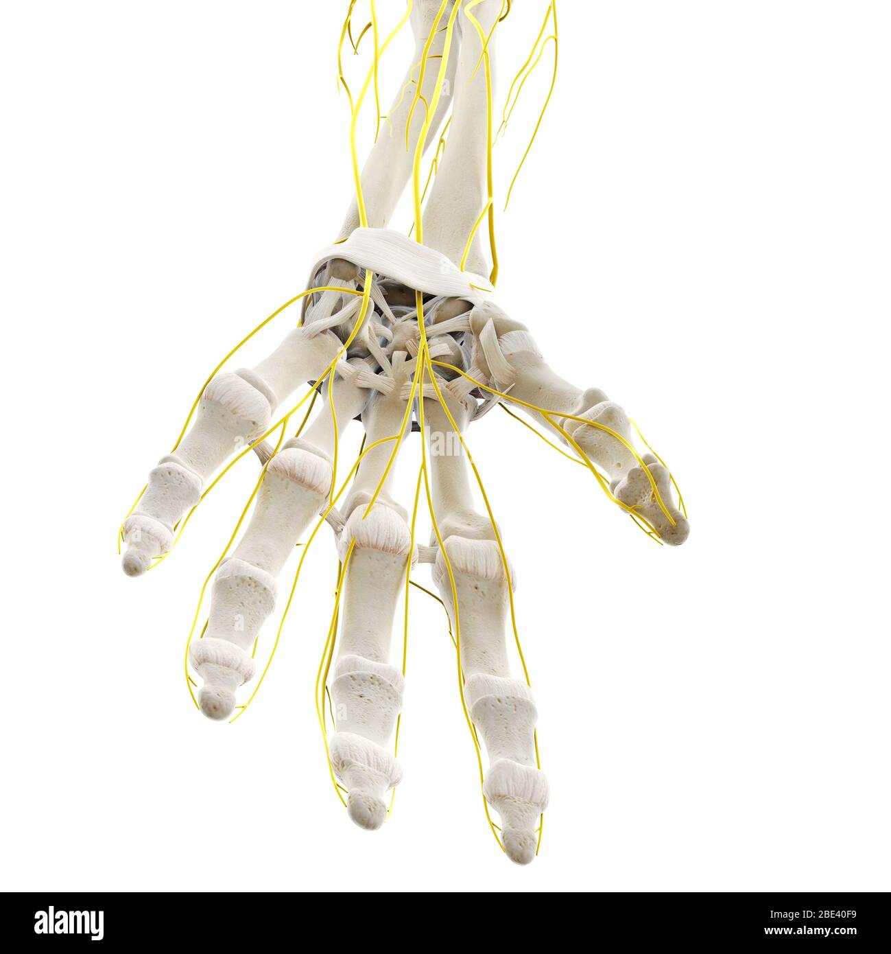 Human Hand Nerves High Resolution Stock Photography and Images - Alamy