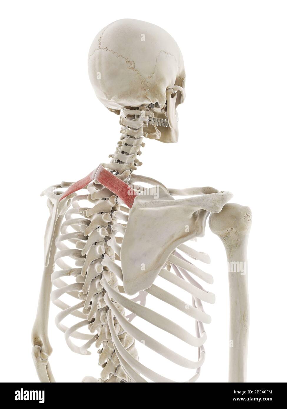 Rhomboid minor muscle, illustration Stock Photo - Alamy