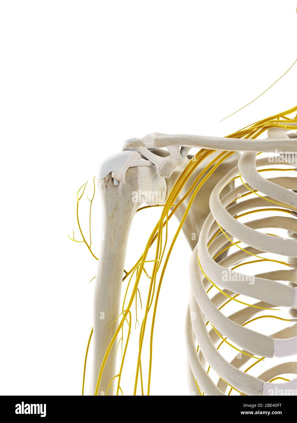 Nerves of the shoulder, illustration Stock Photo - Alamy