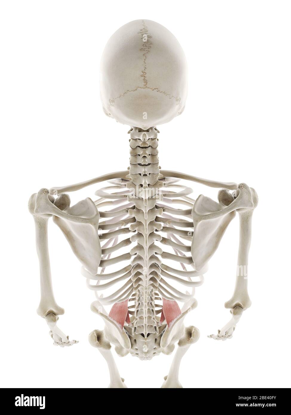 Quadratus lumborum muscle, illustration Stock Photo - Alamy