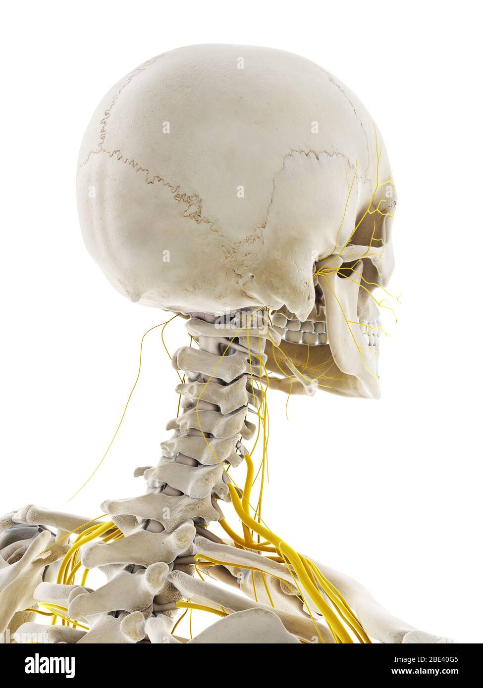 Nerves of the head, illustration Stock Photo - Alamy