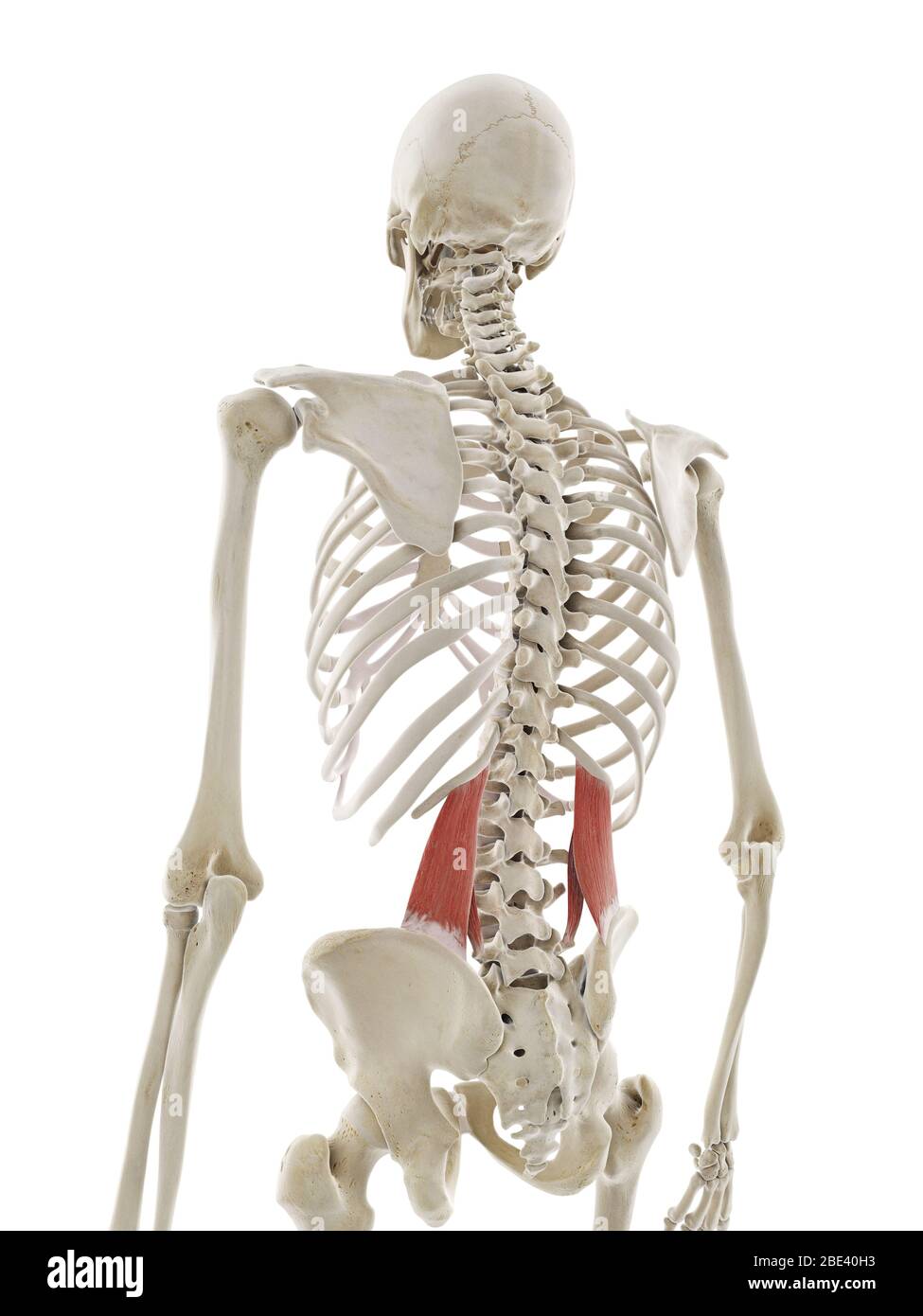 Quadratus Lumborum Muscle Anatomy Function Pathology Muscles - lower ...