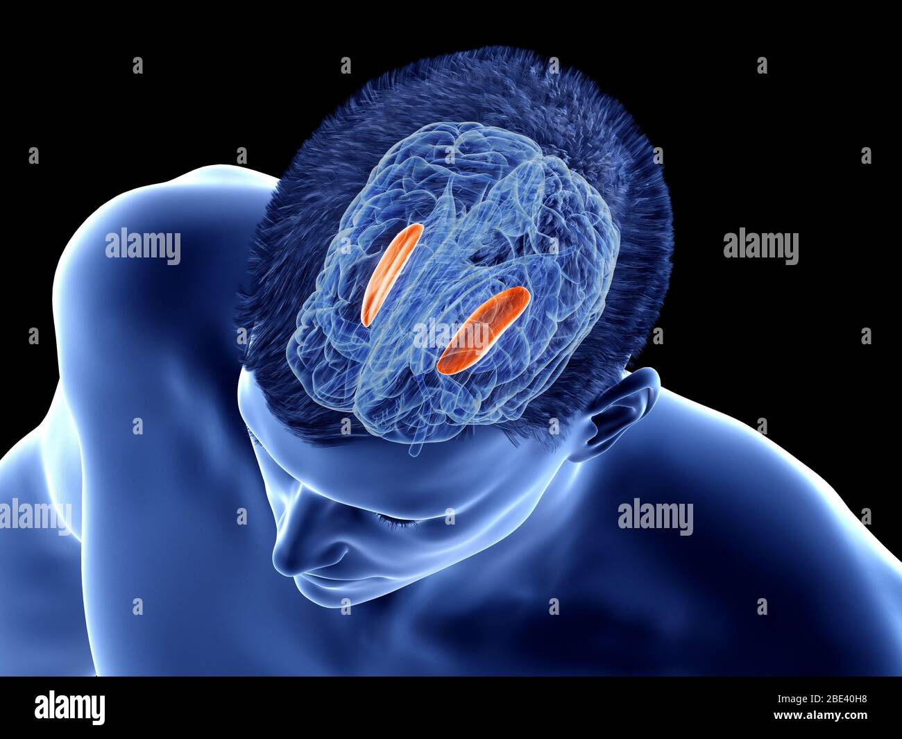 Putamen of the brain, illustration Stock Photo - Alamy