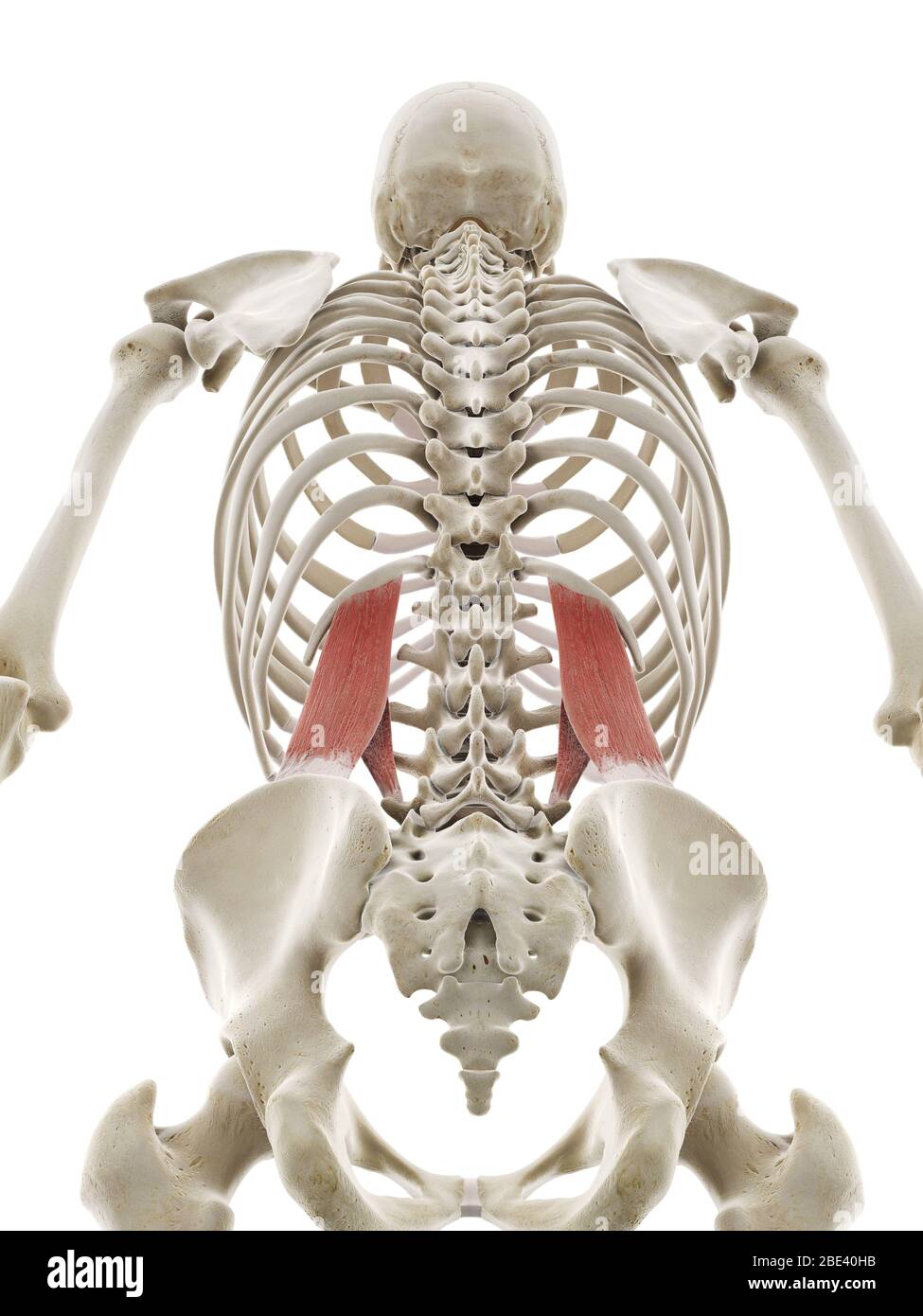 Quadratus lumborum hi-res stock photography and images - Alamy