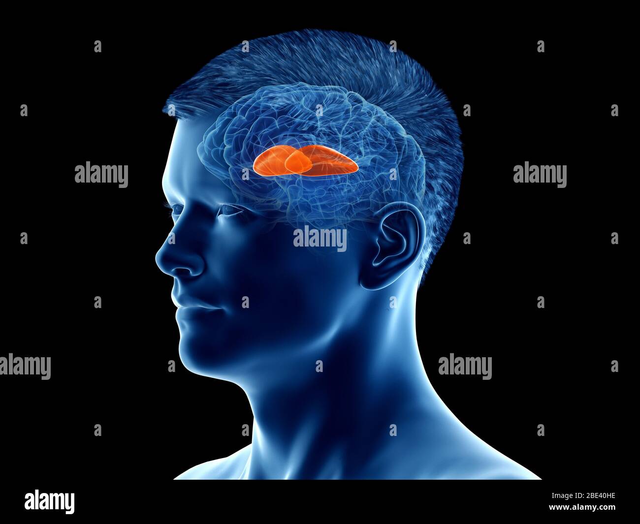 Putamen of the brain, illustration Stock Photo - Alamy