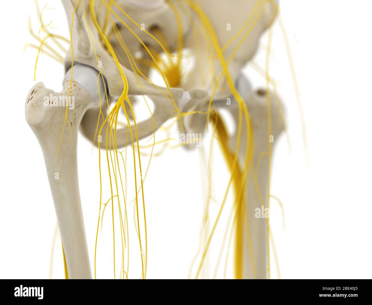 Pelvic nerves, illustration Stock Photo - Alamy