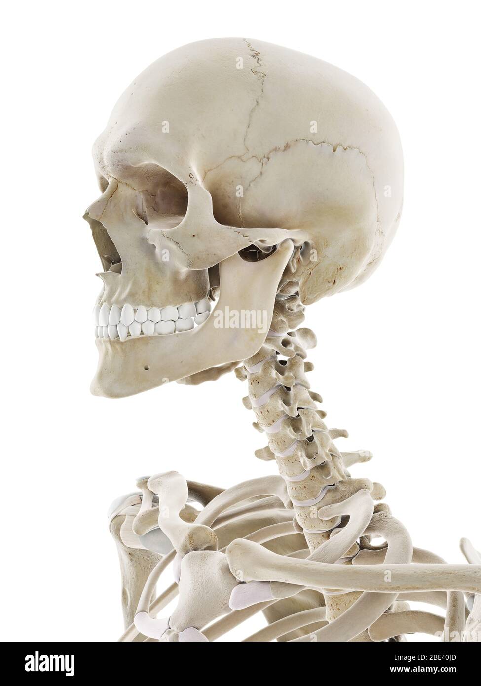 Skeletal head, illustration Stock Photo - Alamy