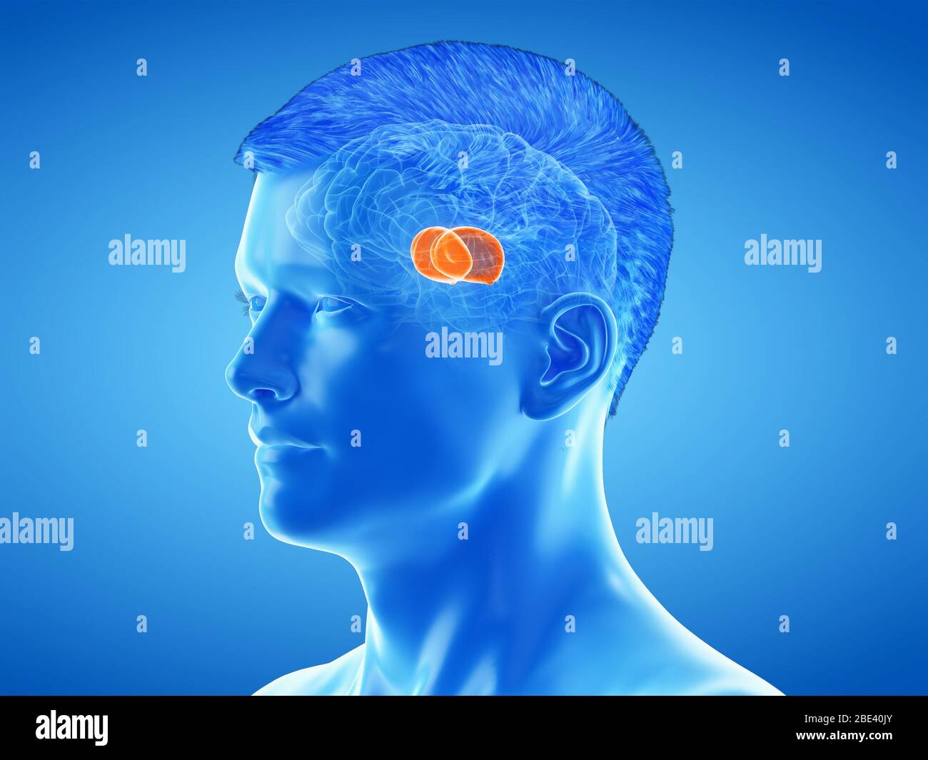 Thalamus of the brain, illustration Stock Photo - Alamy
