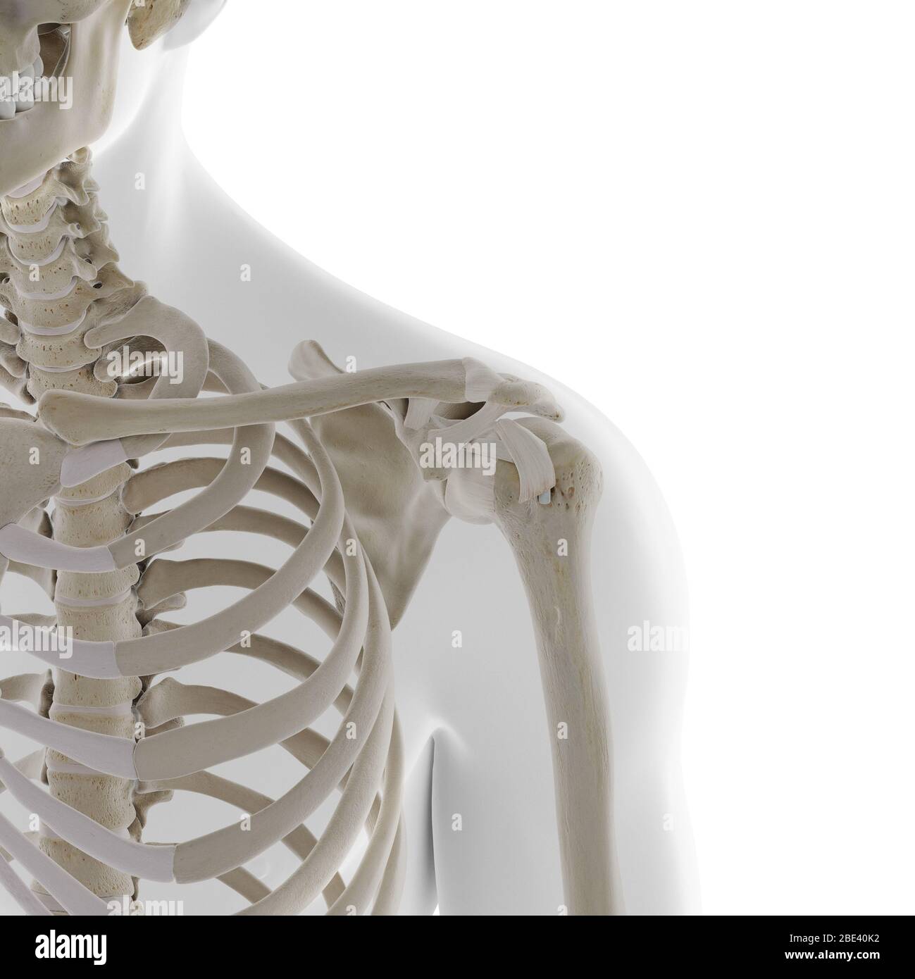 Skeletal shoulder, illustration Stock Photo - Alamy