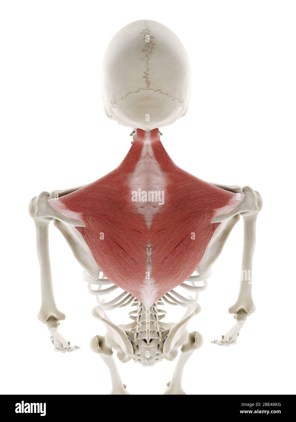 Trapezius muscle, illustration Stock Photo - Alamy