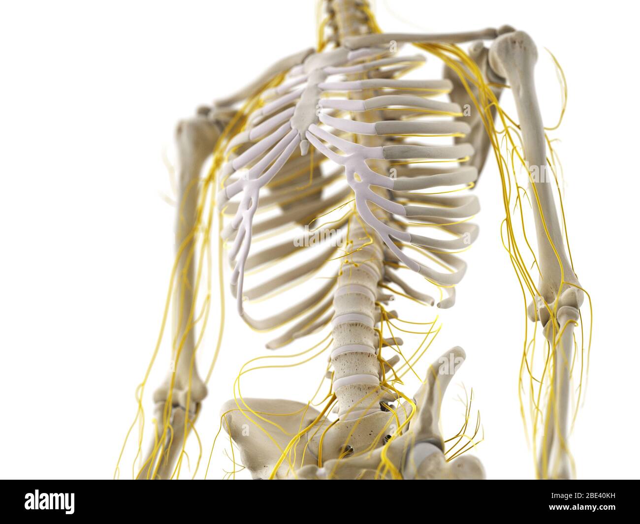 Thorax nerves, illustration Stock Photo - Alamy