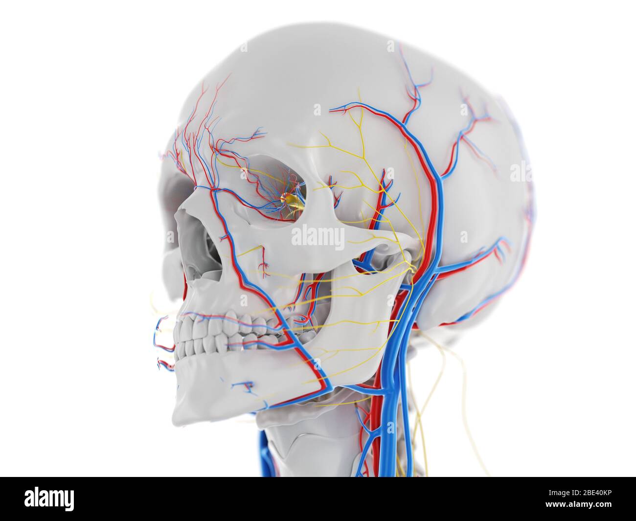Anatomy of the head hi-res stock photography and images - Alamy