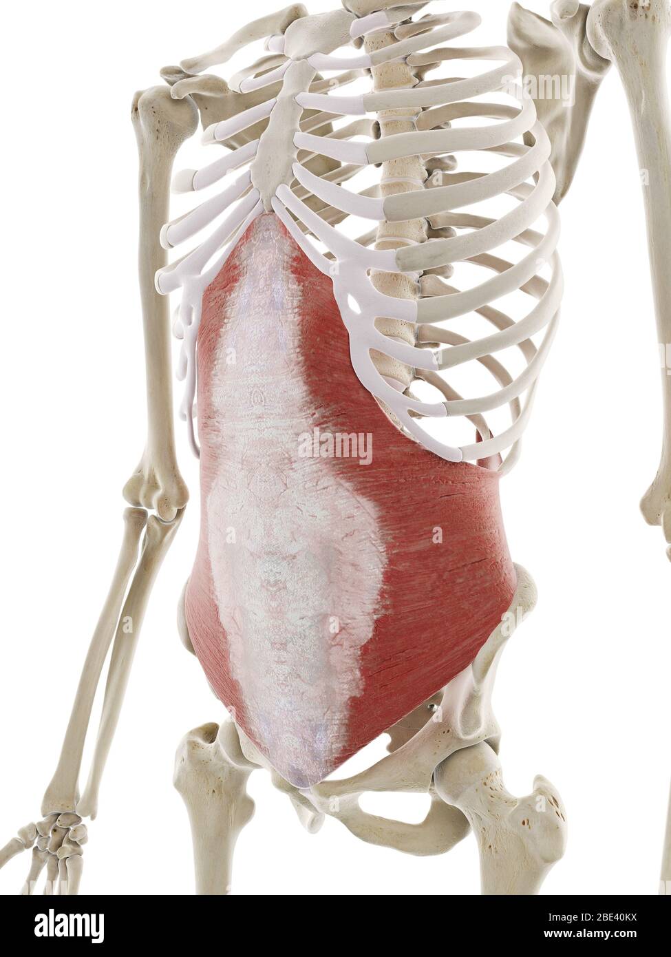 Transversus abdominis hi-res stock photography and images - Alamy