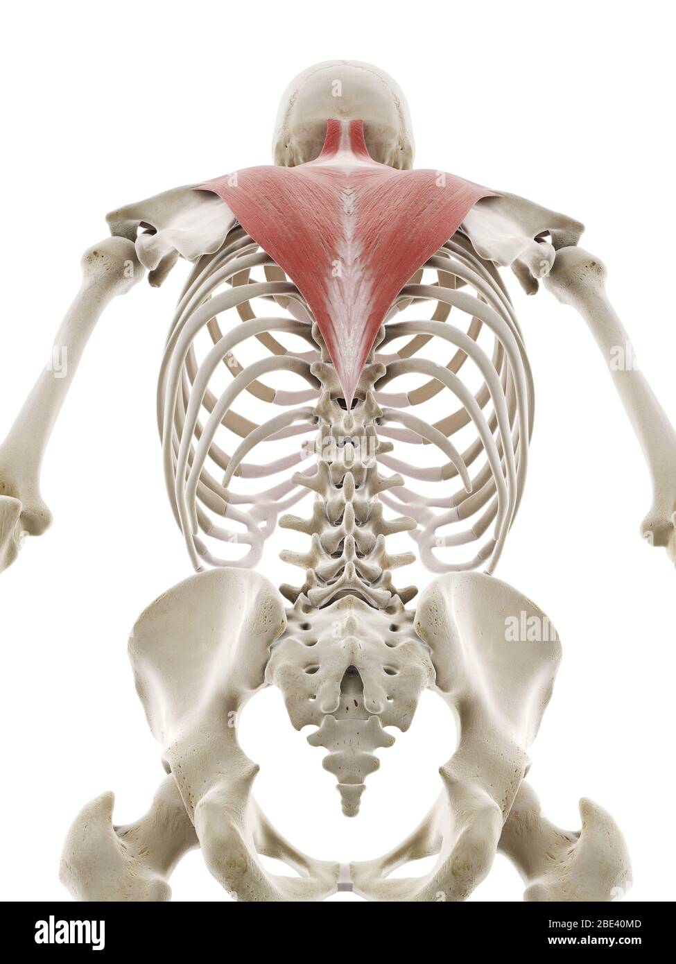 Trapezius muscle, illustration Stock Photo - Alamy