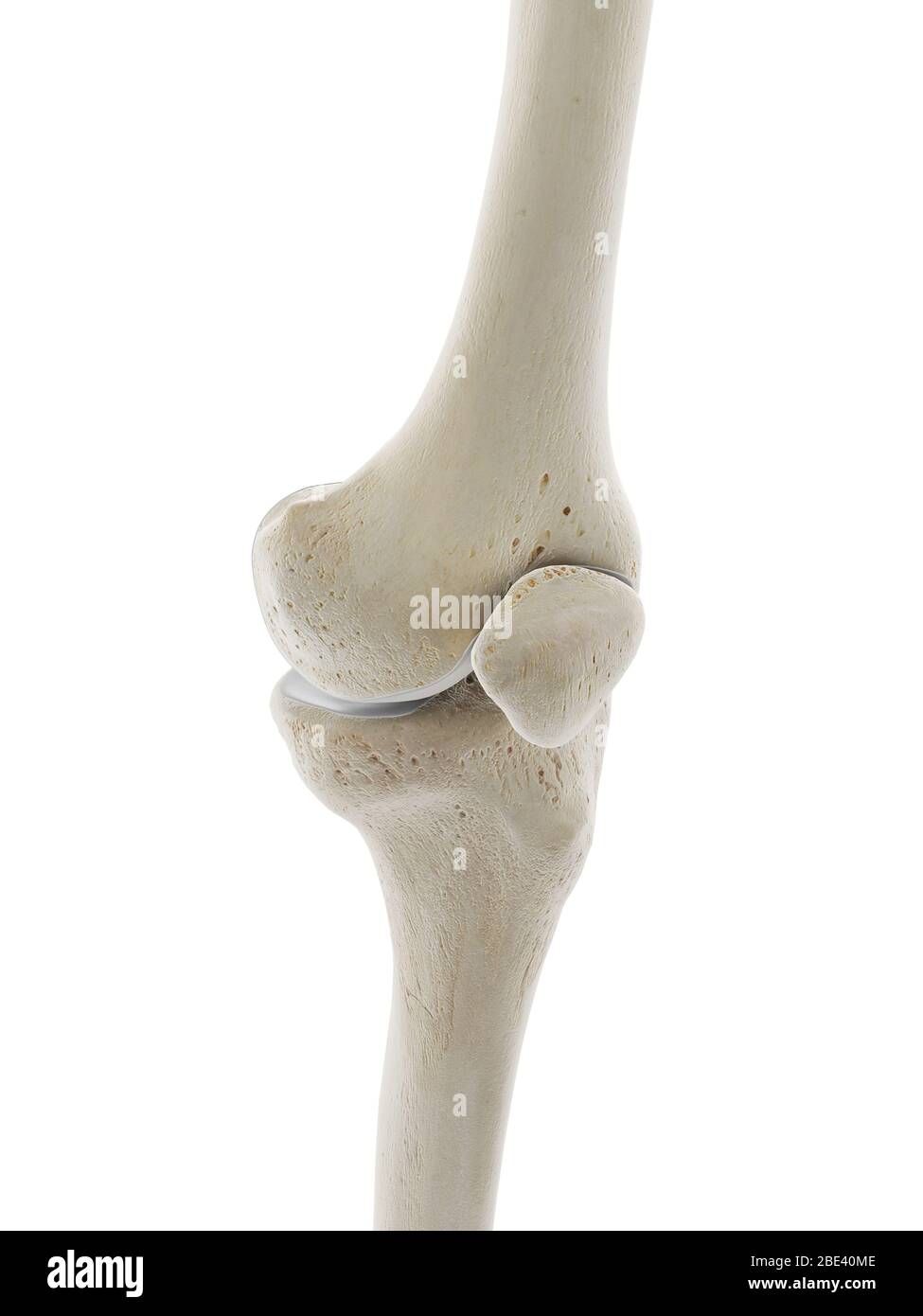 Skeletal knee, illustration Stock Photo - Alamy