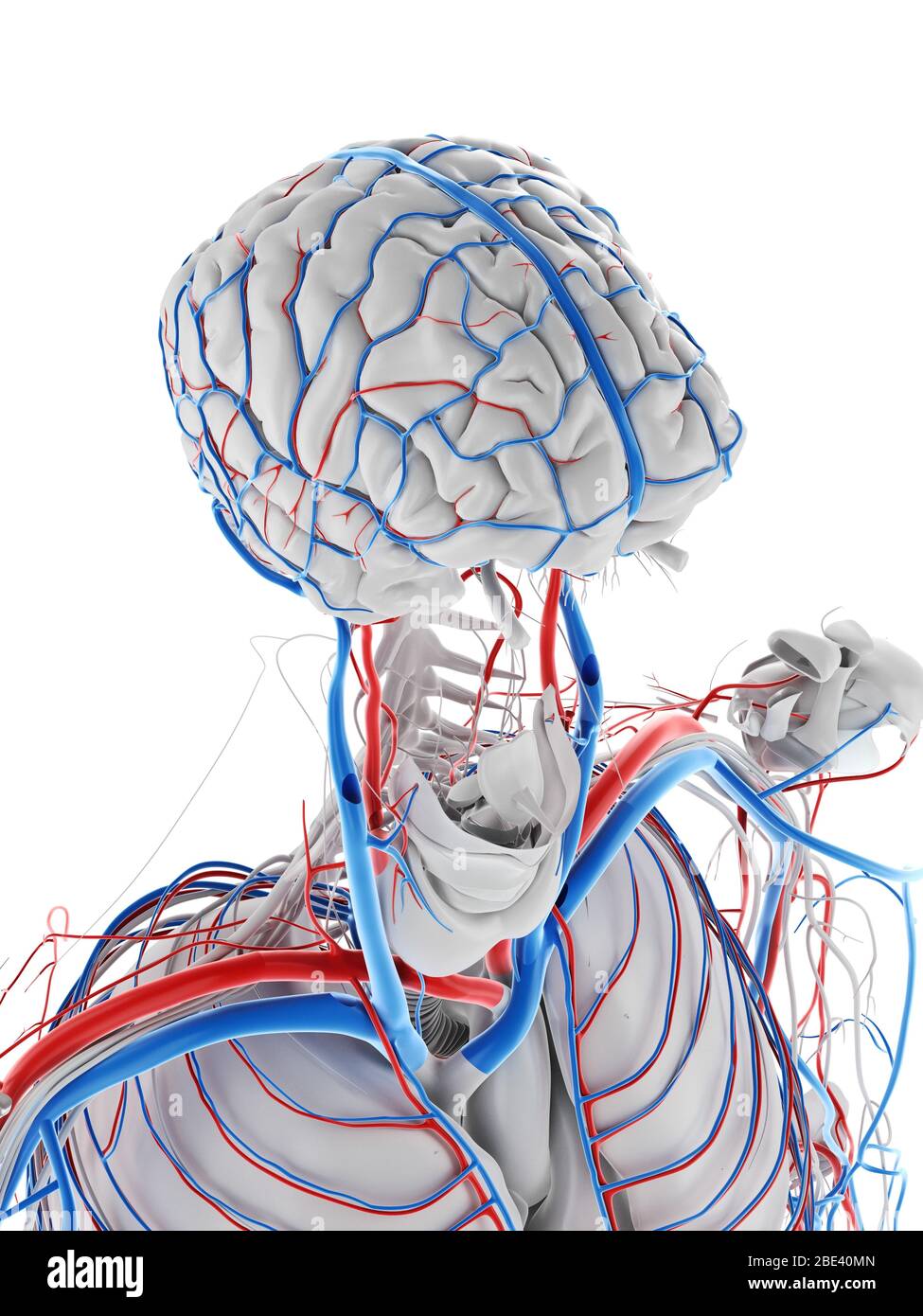 Vascular system of the brain, illustration Stock Photo - Alamy