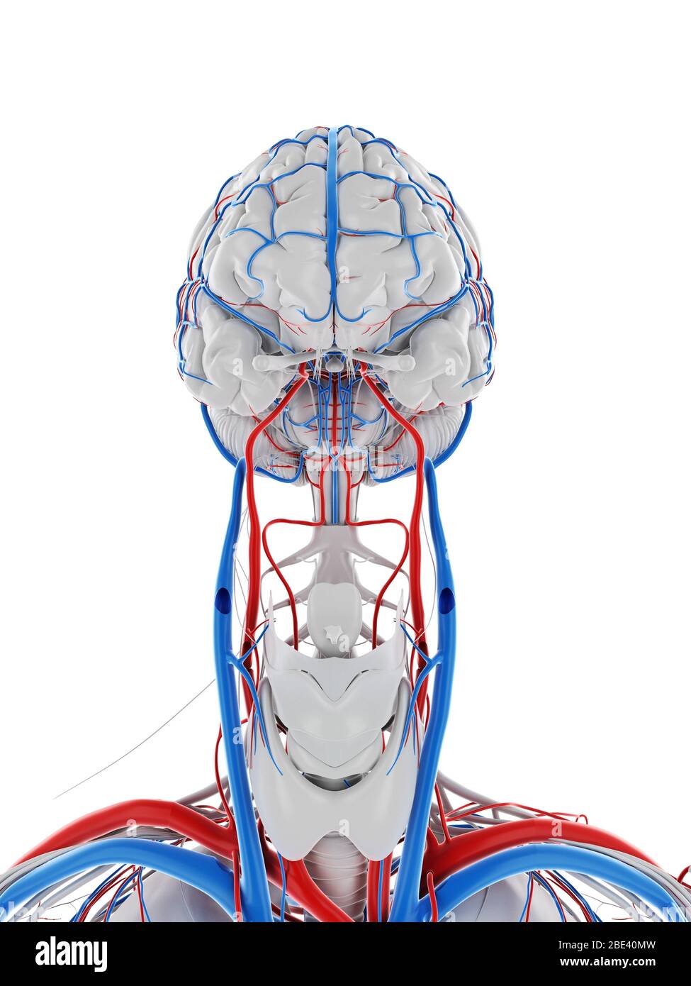 Vascular System Brain
