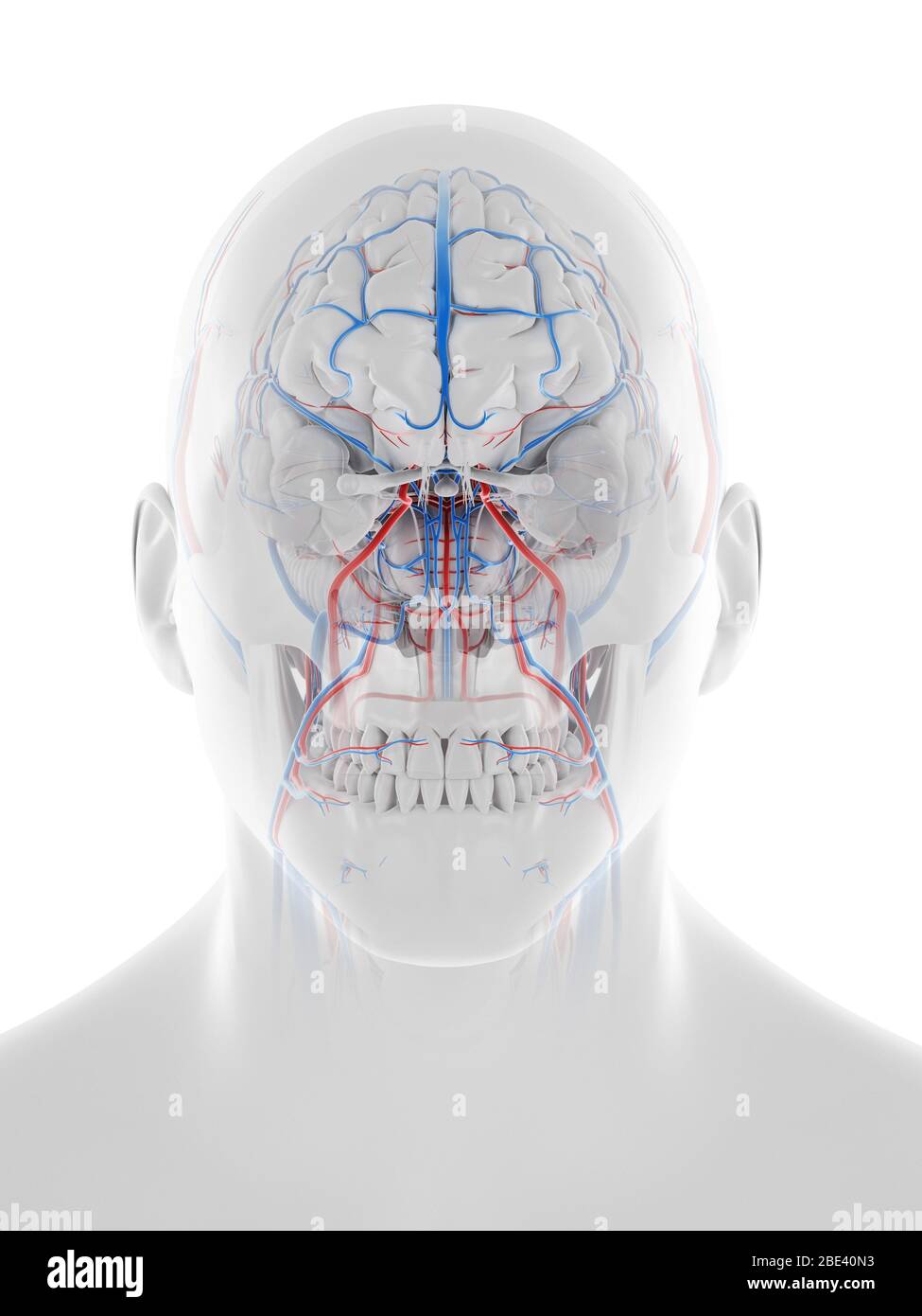 Vascular system of the human head and brain, illustration Stock Photo ...
