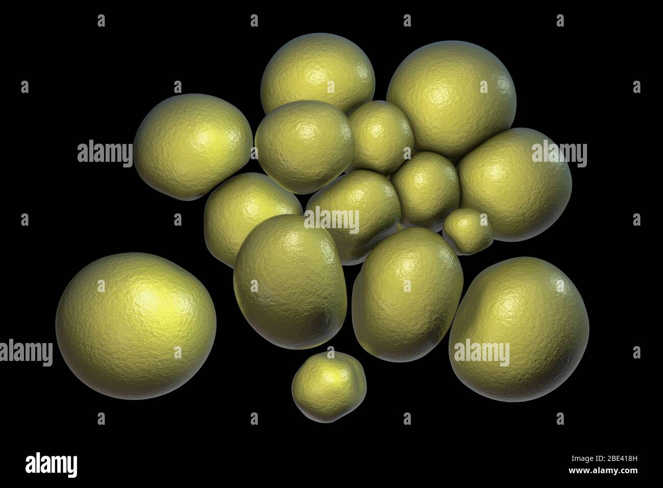 Ureaplasma urealyticum bacteria, computer illustration. U. urealyticum ...