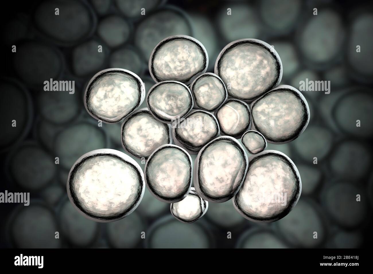 Ureaplasma urealyticum hi-res stock photography and images - Alamy