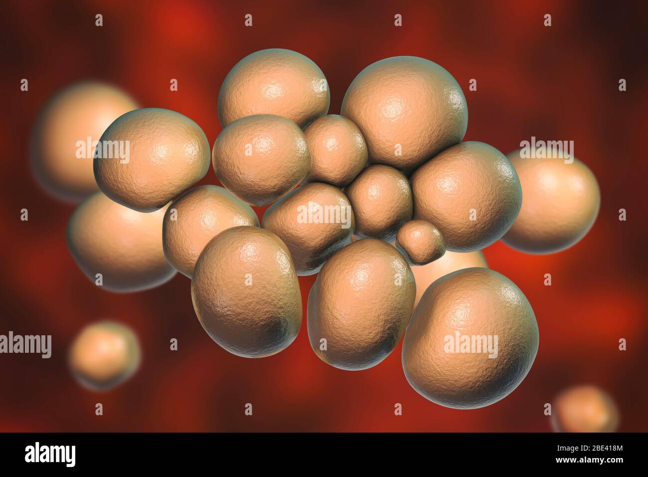 Bacteria ureaplasma urealyticum hi-res stock photography and images - Alamy