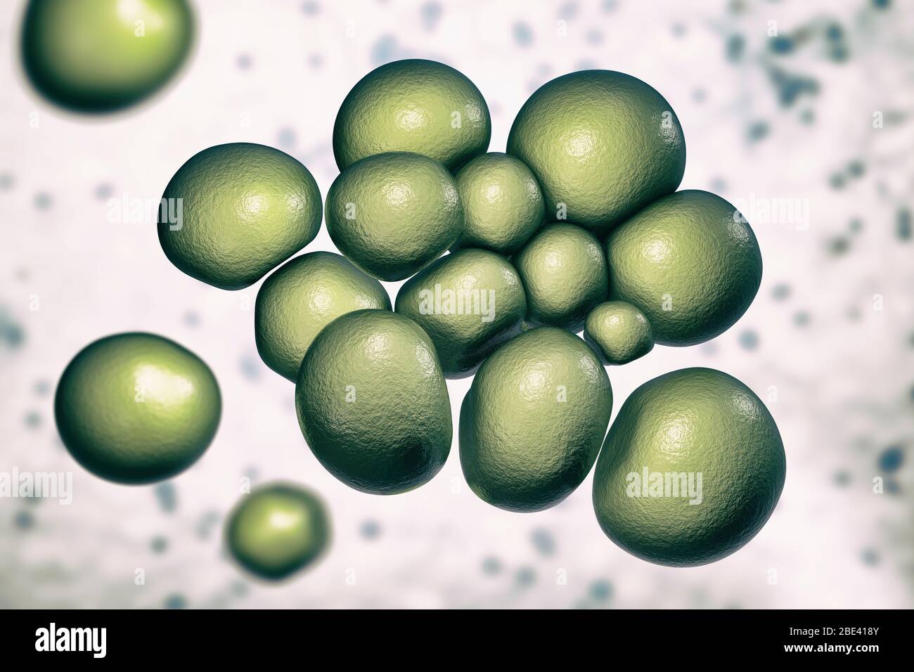 Ureaplasma urealyticum bacteria, computer illustration. U. urealyticum ...