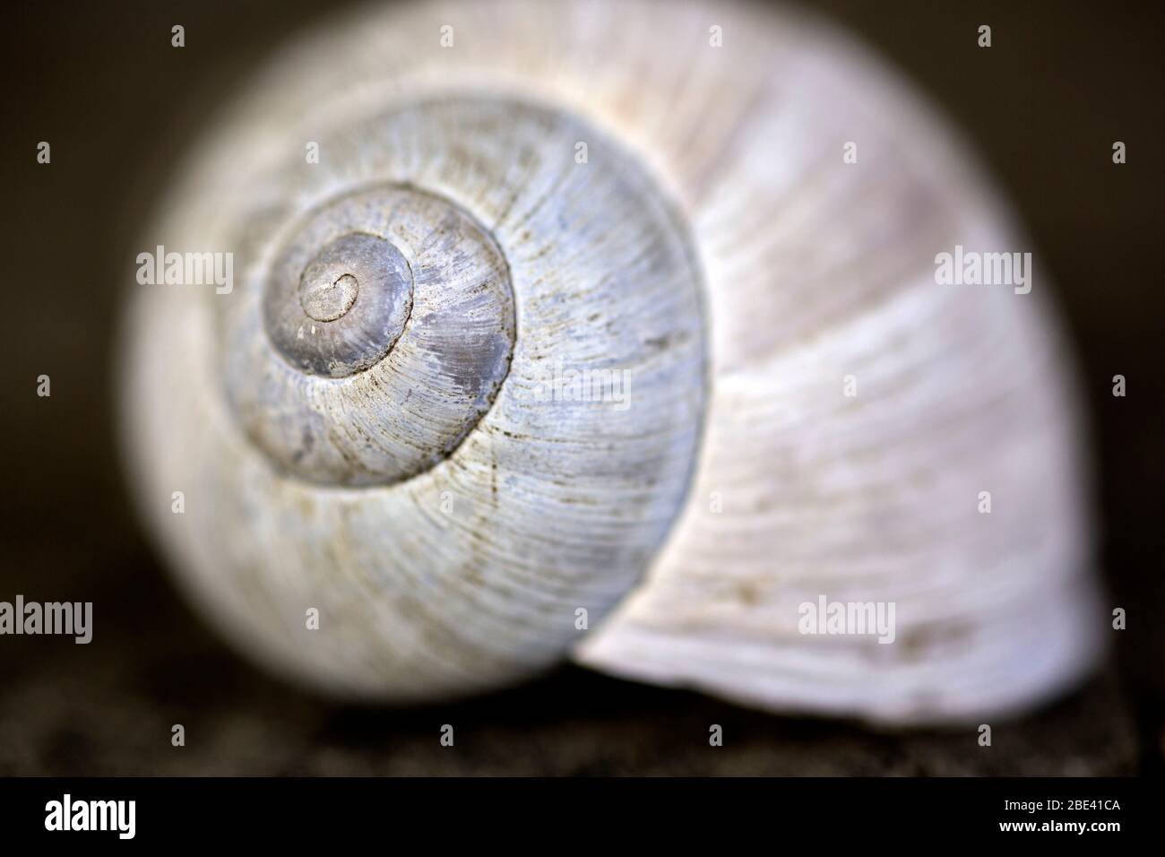 Shell zoology spiral wildlife hi-res stock photography and images - Alamy