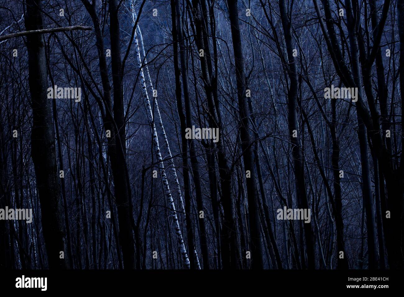 Silver birch betula pendula trees hi-res stock photography and images ...