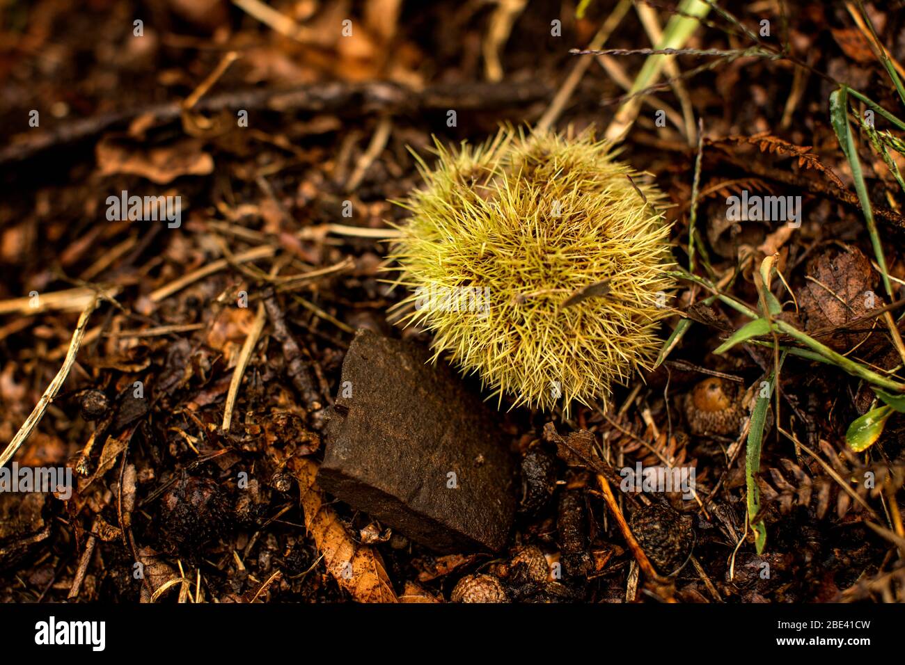 Chestnut on ground hi-res stock photography and images - Alamy