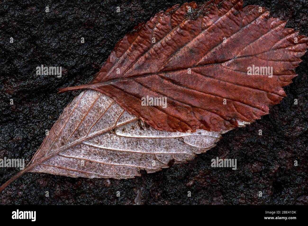 Fagus sp hi-res stock photography and images - Alamy