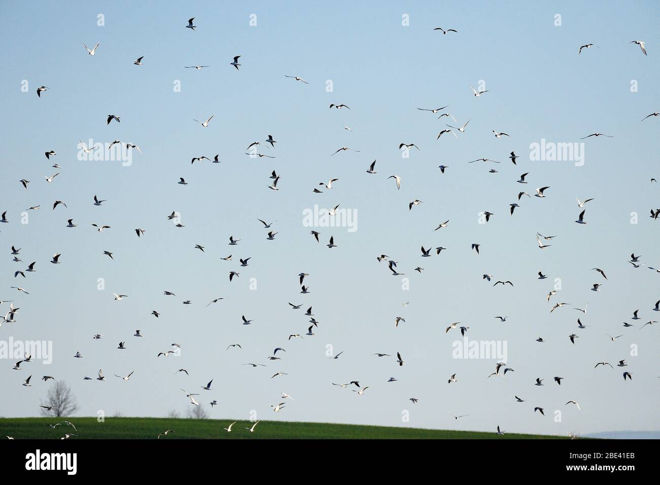 animals, bird, birds, fly, avian, water, birds in water, nature ...
