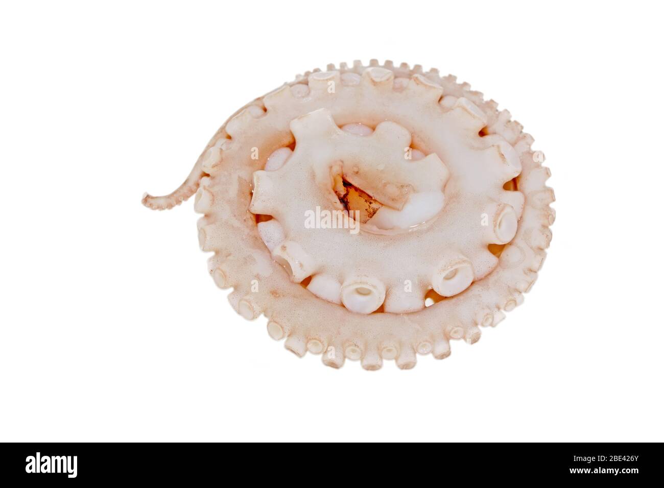 Eight legs octopus hi-res stock photography and images - Alamy